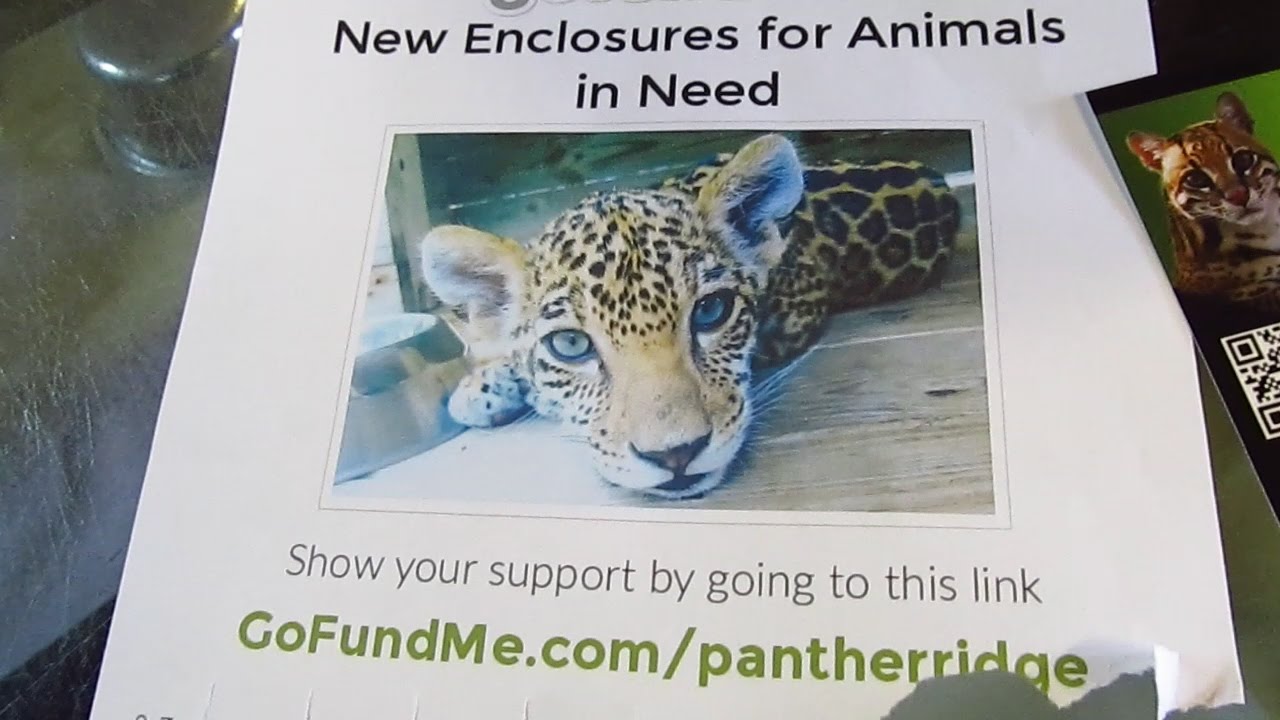 Panther Ridge Conservation Center Big Cat Sanctuary Wellington Florida ...