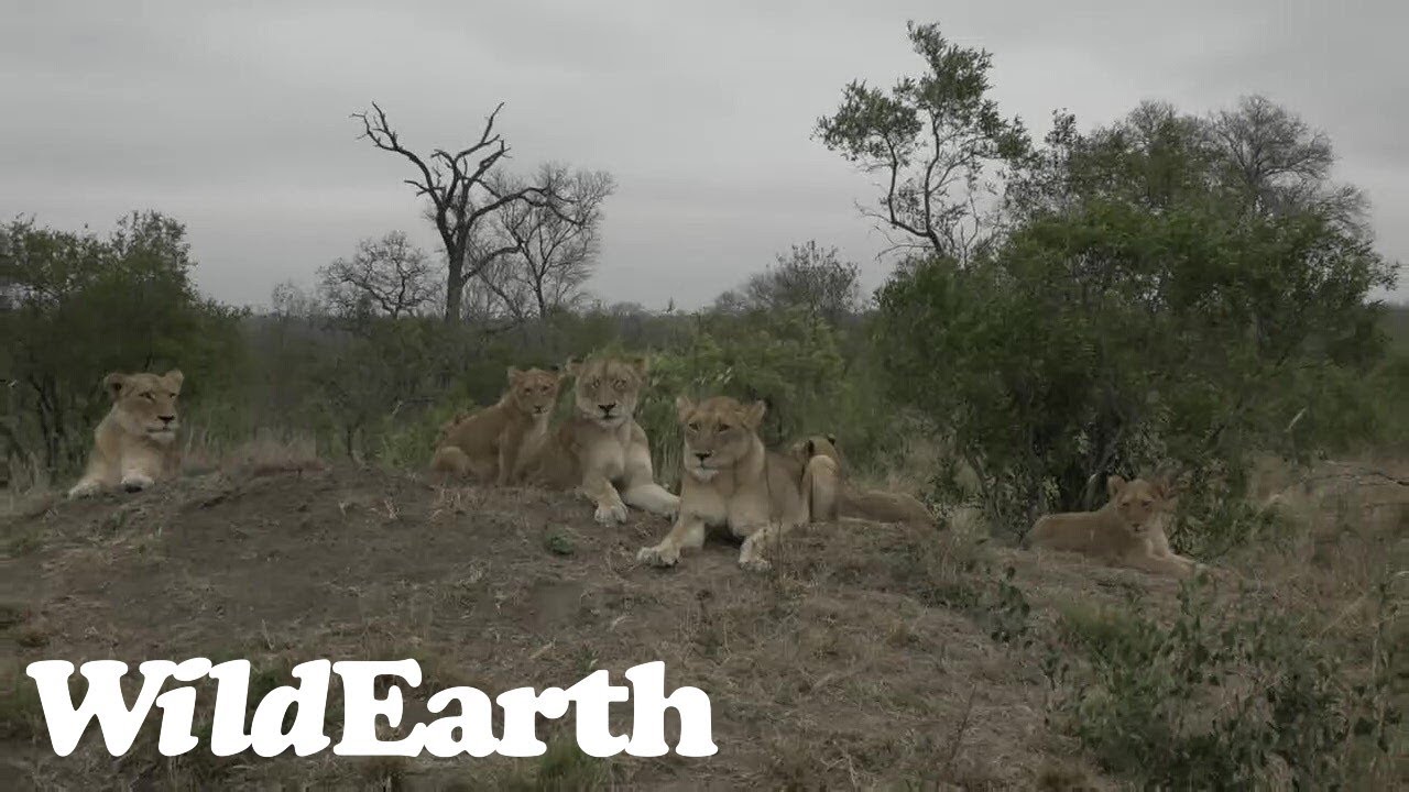 WildEarth - Sunset Safari - 20 Sep 2022 - YouTube