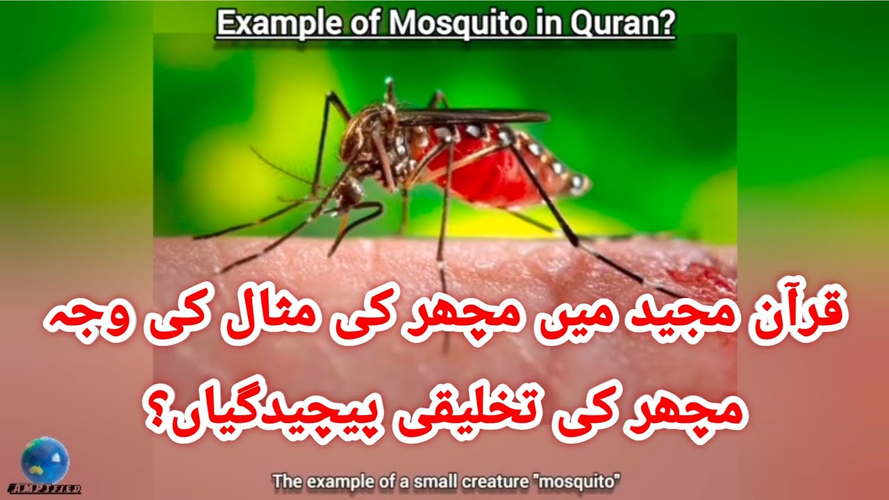 An example of Mosquito is given in the Quran | Facts about Mosquitoes ...