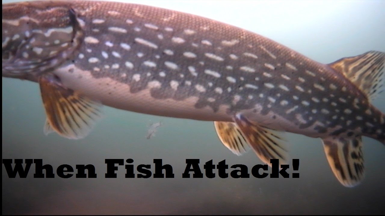When Fish Attack Underwater Compilation - YouTube