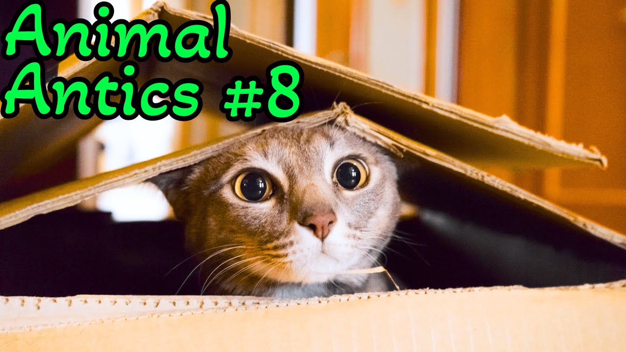 Animal Antics - The Best Compilation of Funny Pet Videos 2023 #8 - YouTube
