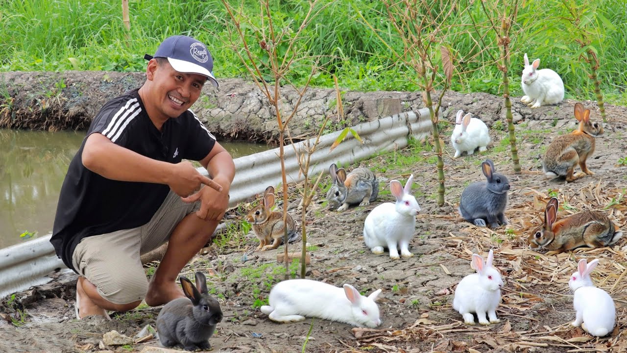 Raising Free-range Rabbits with Ducks & Chickens, Thousands of Catfish ...