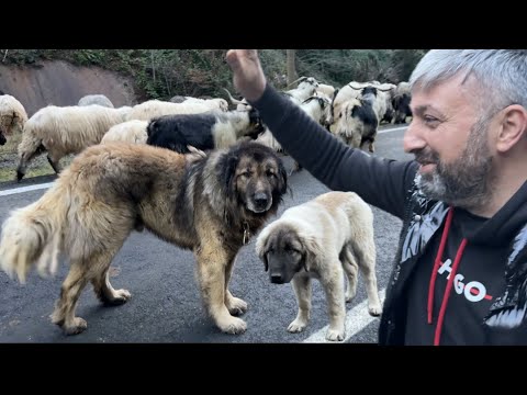 KARADENİZ ÇOBAN KÖPEKLERİNİ SÜRÜSÜNÜN YANINDA İNCELEDİK