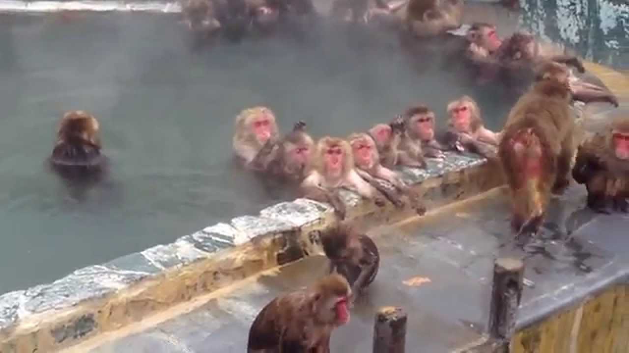 Monkey enjoy hot spring in Japan - YouTube