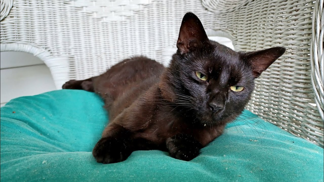 Ricky The Cat Is King Of The Front Porch - YouTube