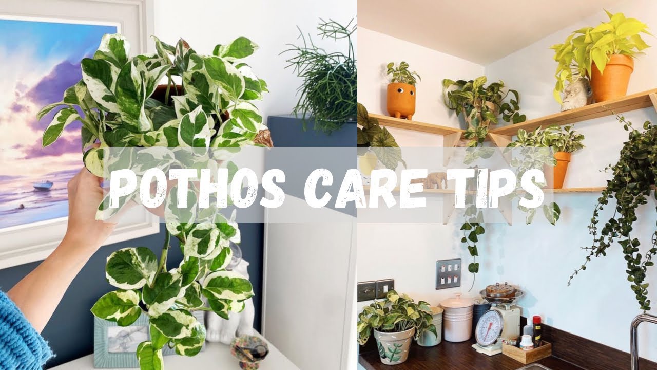Pothos Care Tips - YouTube