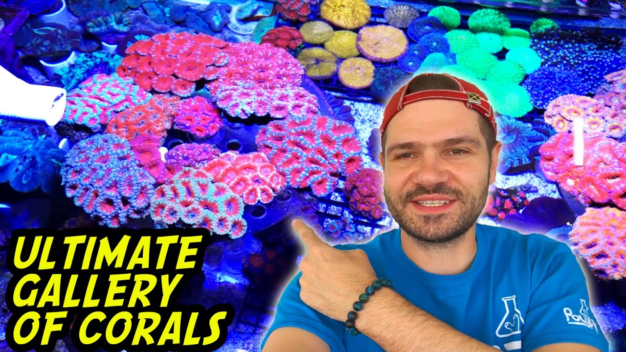 High Level Reefing with Gallery Aquatica, Australia Tour Part 10 - YouTube