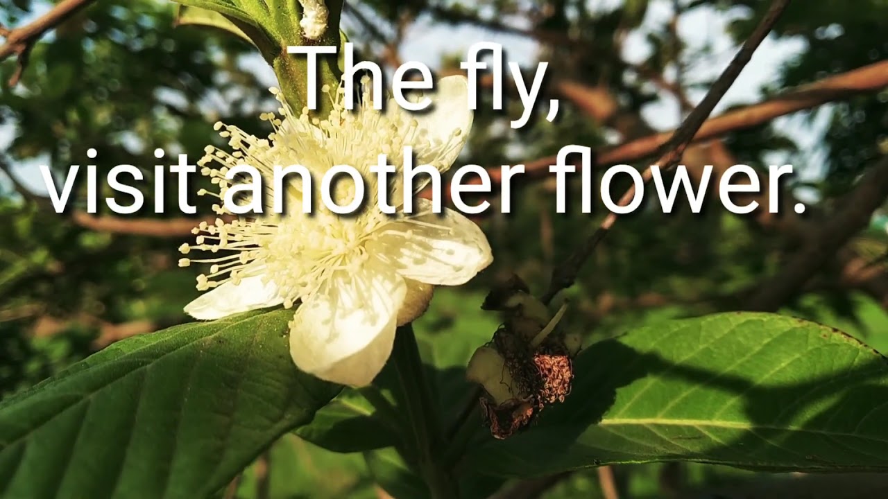 Pollination in guava. Entemophily. - YouTube