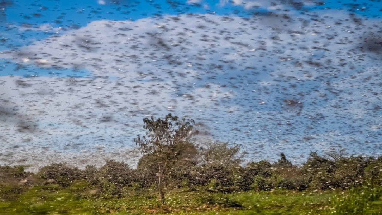 MILLIONS OF PERIODICAL CICADAS TO EMERGE IN PARTS OF US | THE 2020 ...