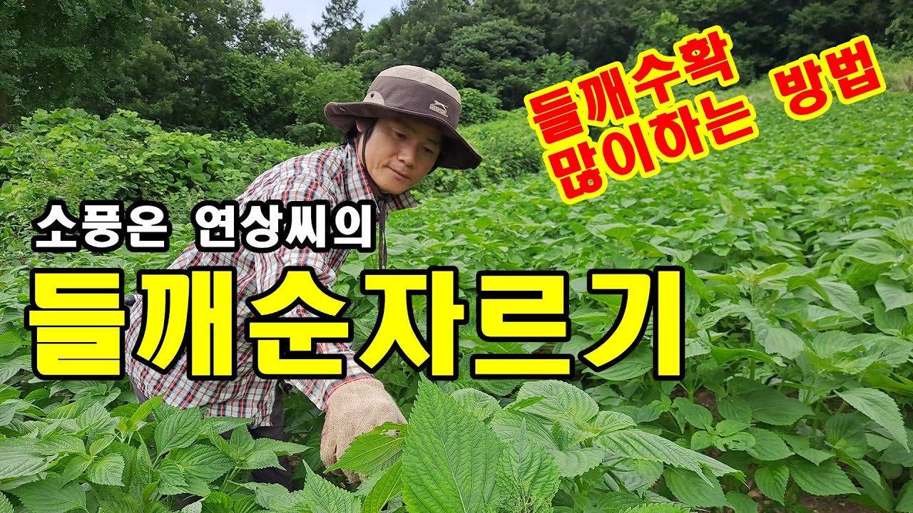 3탄들깨순치는 순지르는시기 들깨 수확량늘리는 순치는방법 들깨적심하기 들깨순 싹쓰리하기 두리쥬와~~ Youtube