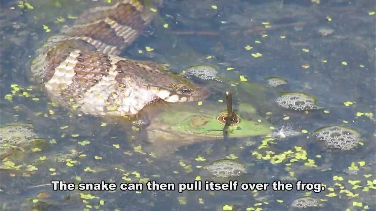 Northern Water Snake Eating BIG BULLFROG - YouTube
