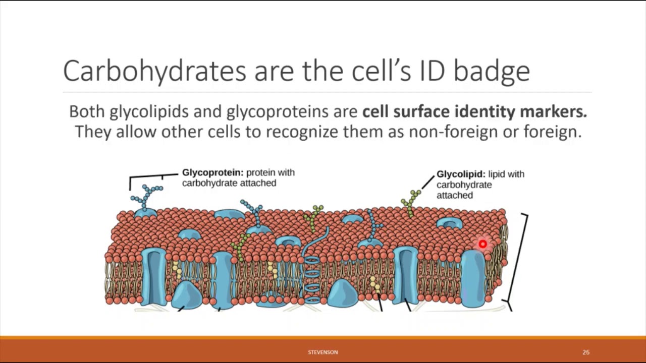 BIO 181 Chapter 5 - YouTube