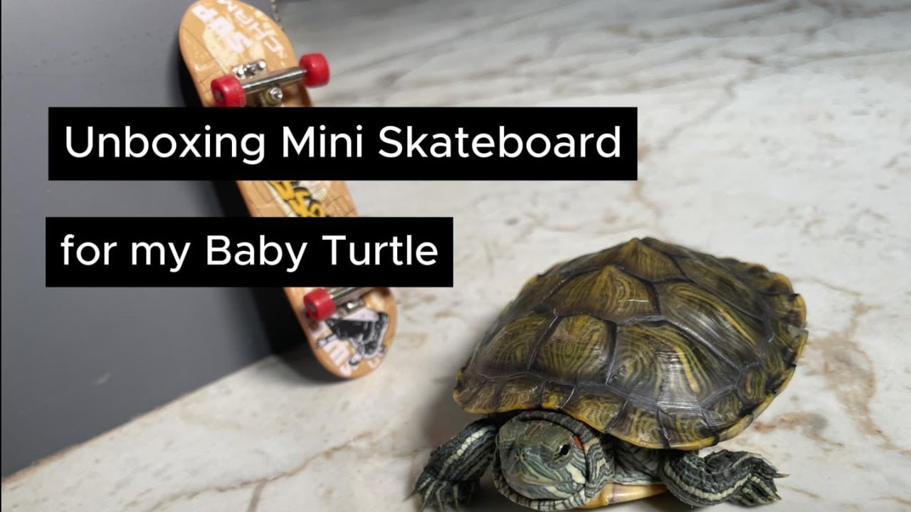 Turtle Gets a Mini Skateboard (Unboxing & Training) 🐢🛹 - YouTube
