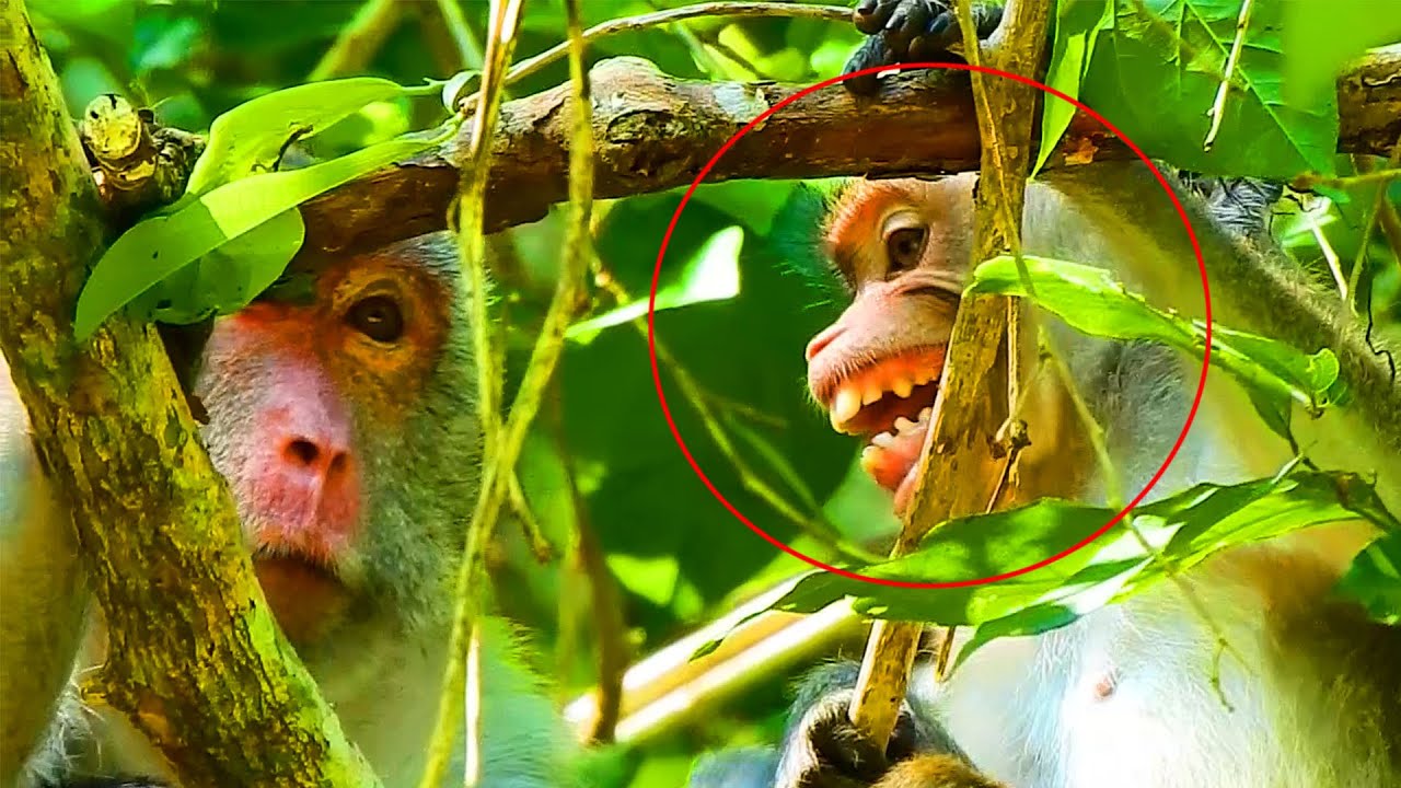 Beat Hurt Terrify- Janna Monkey Hurt By Mistreat By Jane Monkey ...