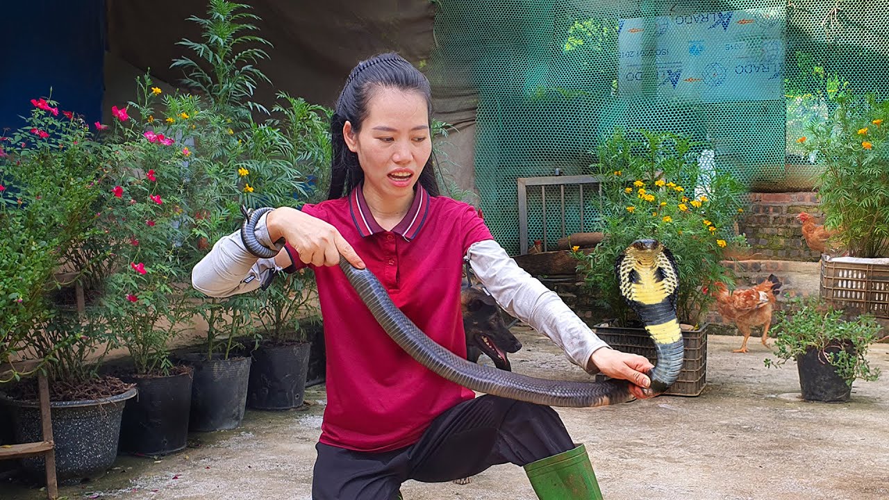 Grand cobra Snake attack | Harvesting Green Bean Garden Goes to market ...