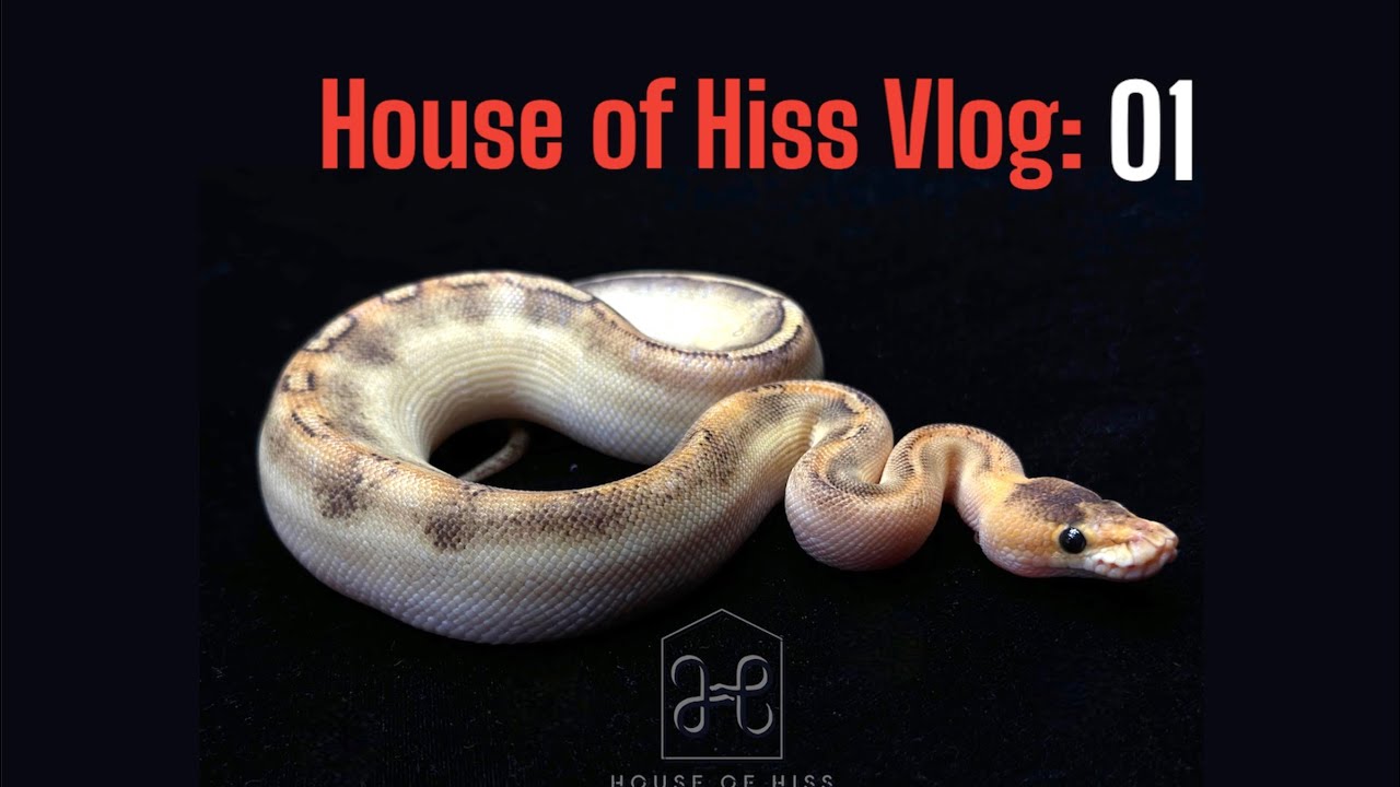 Ball Python Breeder Vlog - YouTube