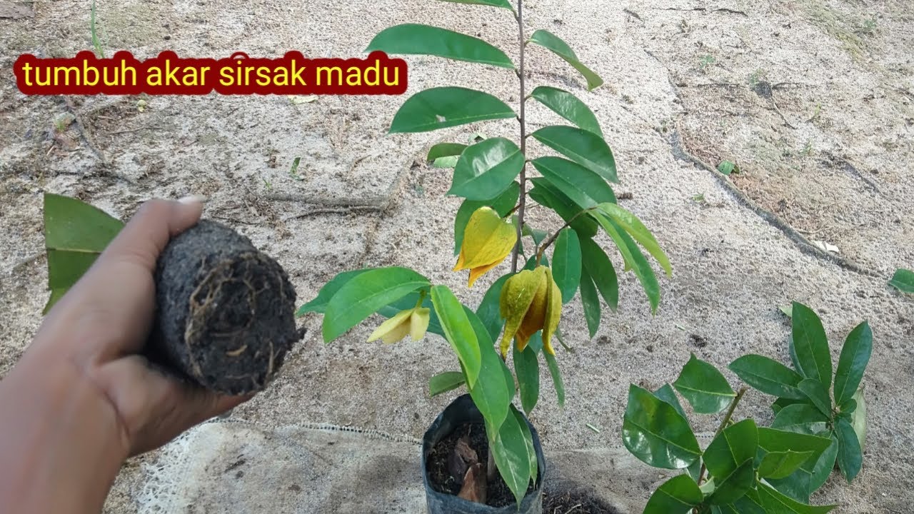Gunakan cara ini stek pohon sirsak agar cepat berhasil tumbuh akar dan ...