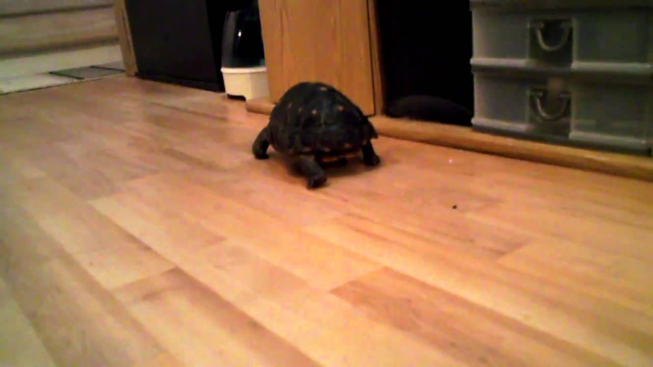 My 3 Tortoises - YouTube