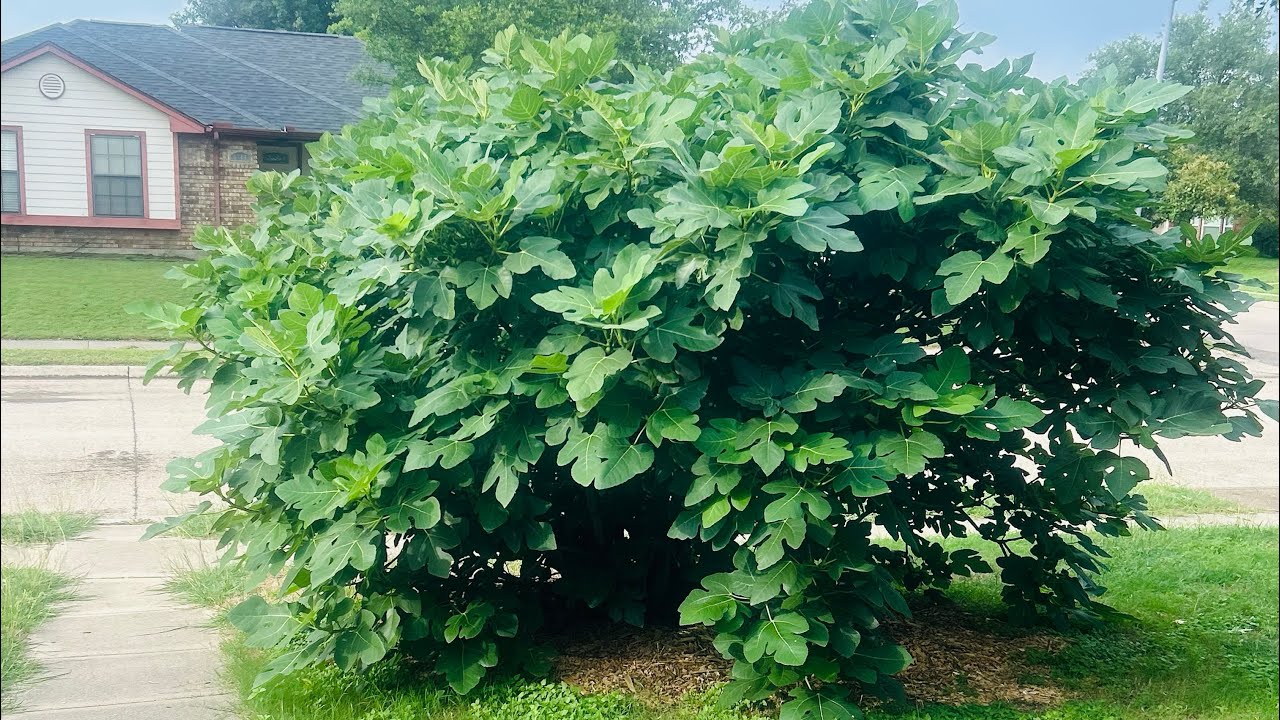 My Famous Fig Tree - YouTube