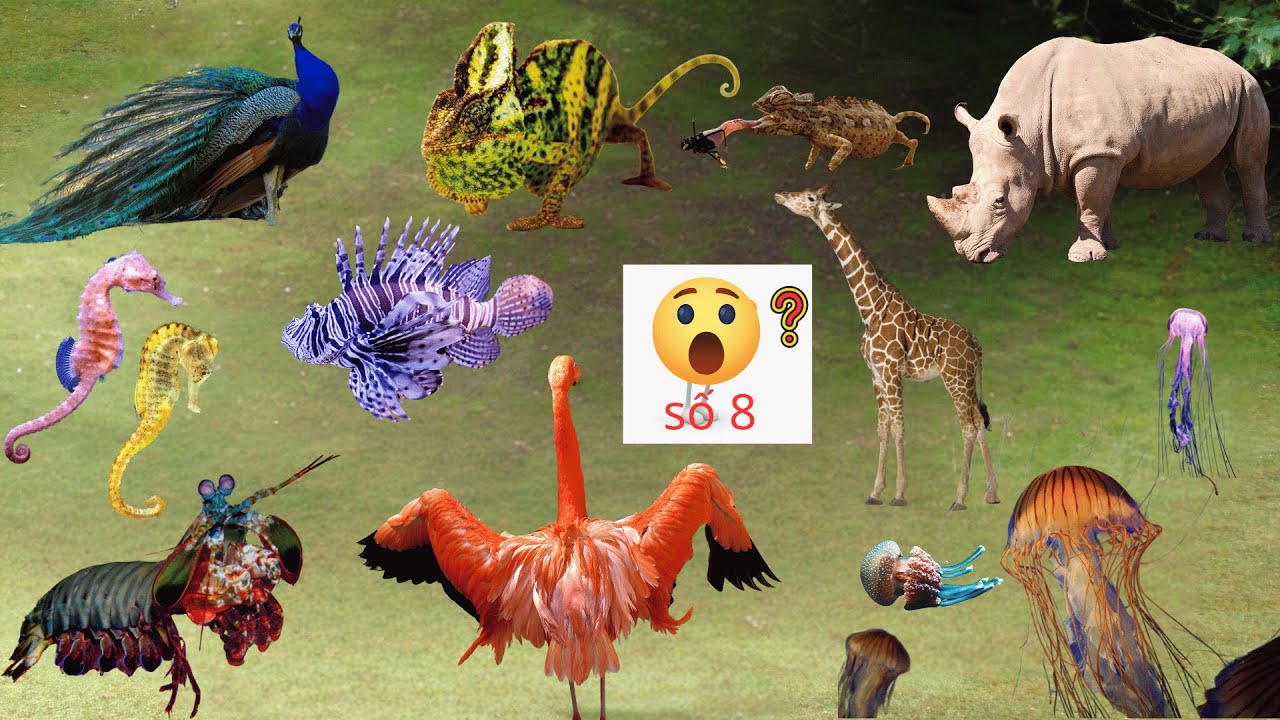 Discover the 10 most uniquely beautiful creatures in the world - YouTube