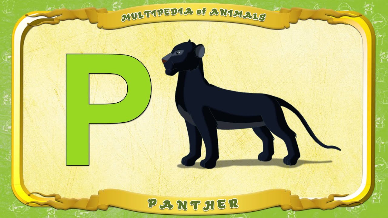 Multipedia of Animals - Letter P - Panther - YouTube