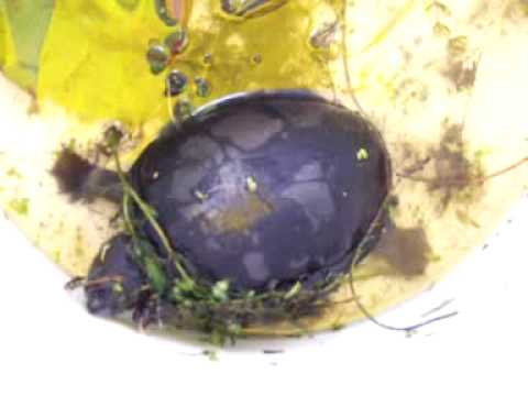 Herping:Huge stink pot turtle - YouTube