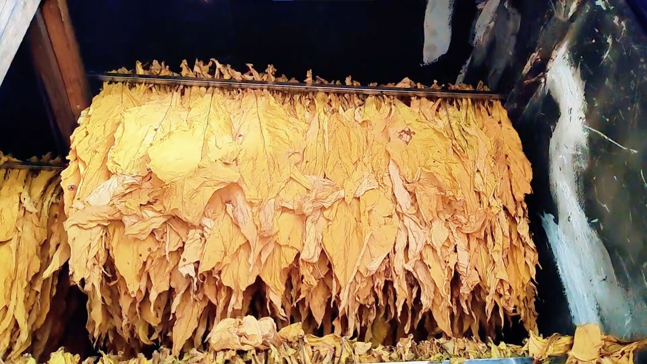Farm Life | Growing, harvesting and processing tobacco leaves, cook ...
