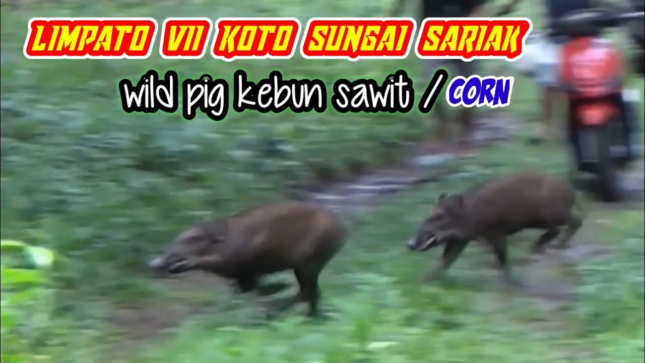 AKHIRNYA !! BABI HUTAN LIMPATO BERTABURAN KELUAR SARANGNYA ‼️ Wild boar ...