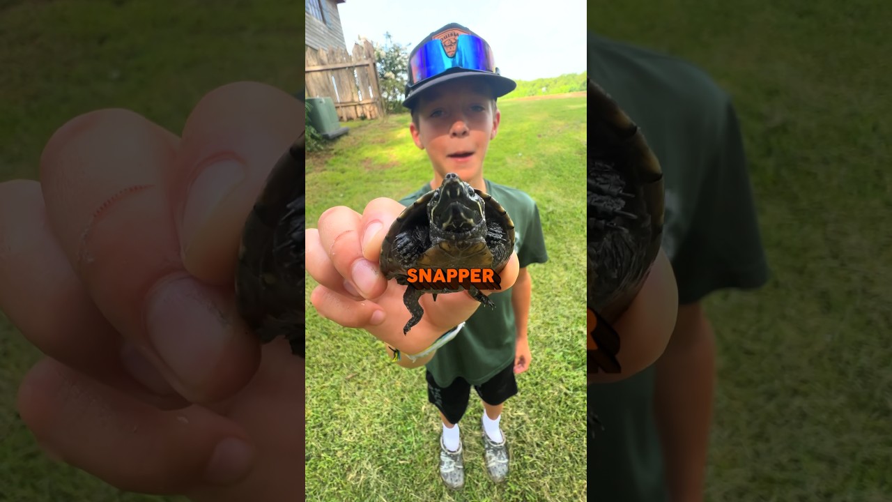 Baby Snapping Turtle Facts W/ Craw-Kid #turtle #louisiana # ...