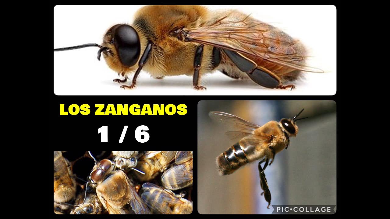 Los Zanganos 🎥 La importancia en la genetica de una colmena 🐝🐝 CAP 1 👉 ...