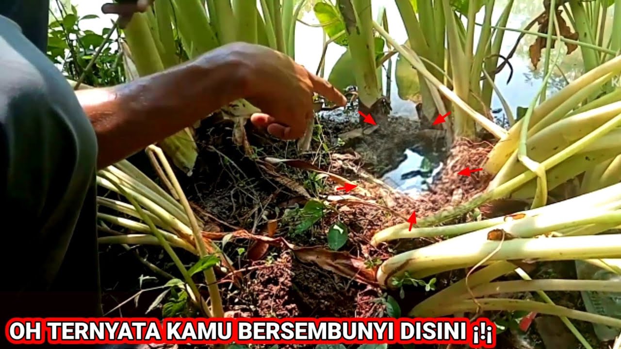 TANAMAN TALAS LIAR TENYATA DI SUKAI BELUT BESAR UNTUK BERSARANG ‼️ ...