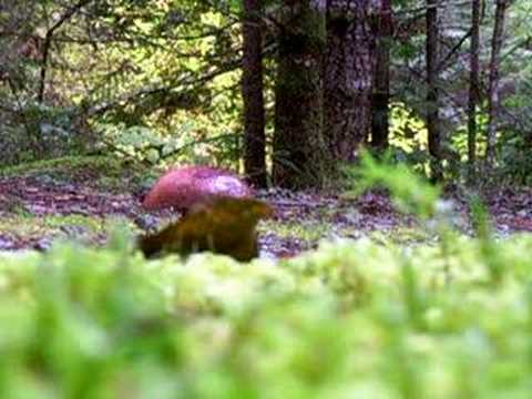 Exploding mushroom - YouTube