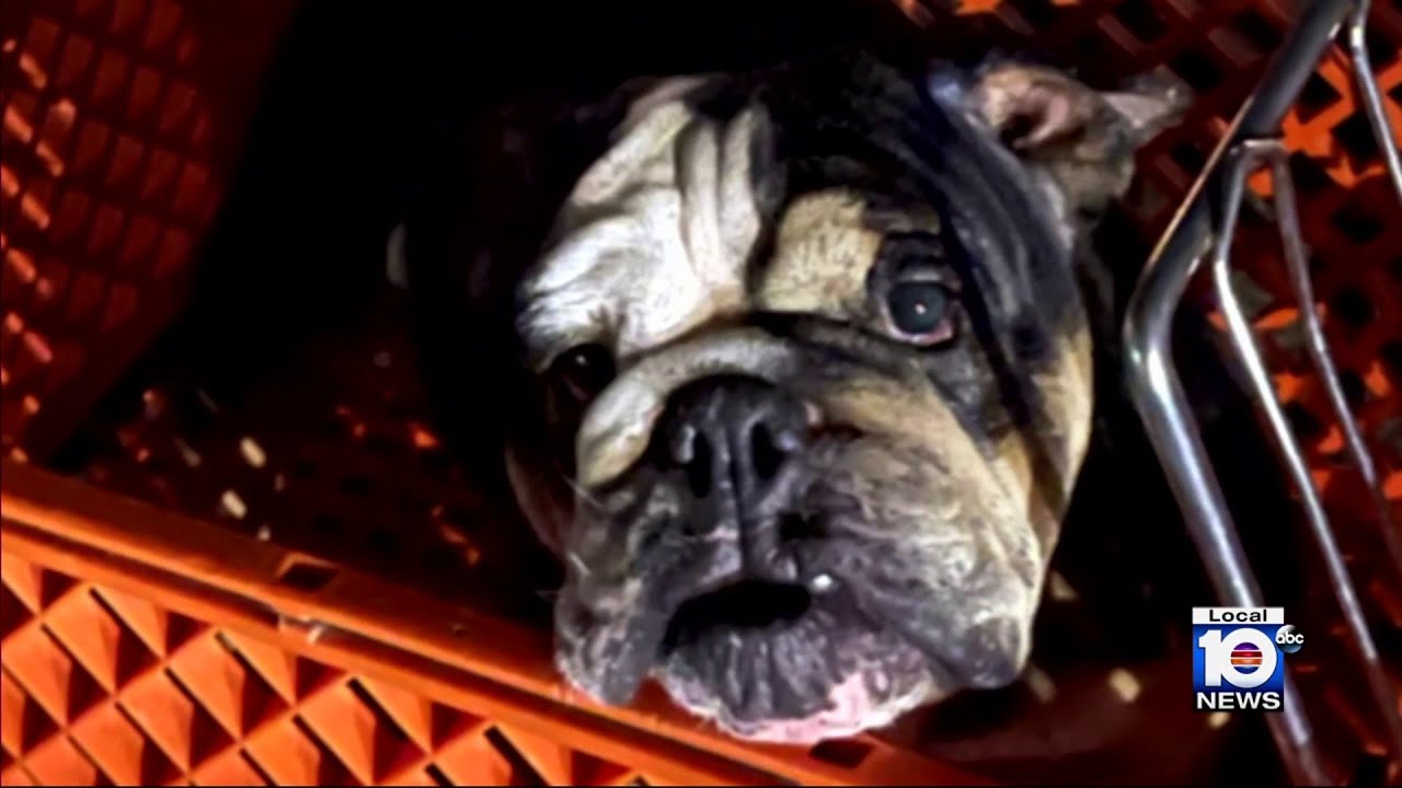Dog found abandoned in shopping cart in Miami - YouTube