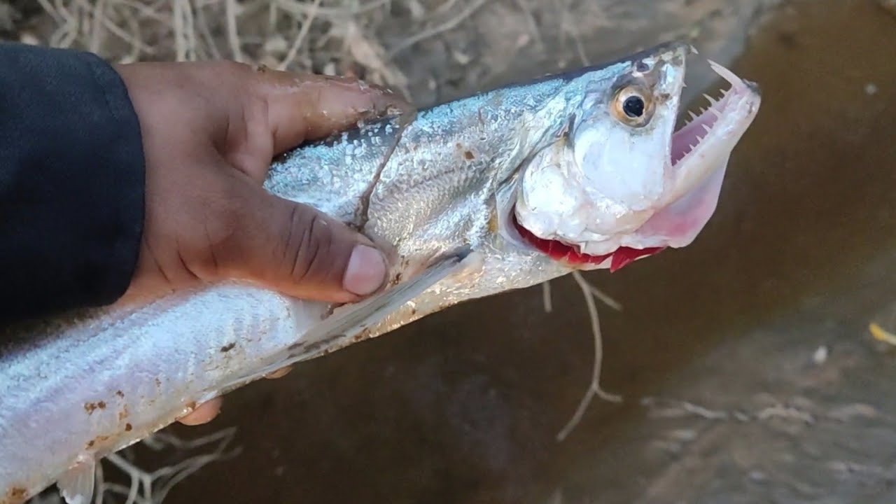 Pesca de orilla, día de las tortugas de agua / Pez machete / Pez Paleta ...
