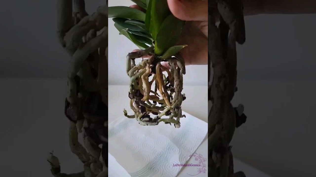 Radici sane o marce? Come riconoscerle? #orchidea #orchidee # ...