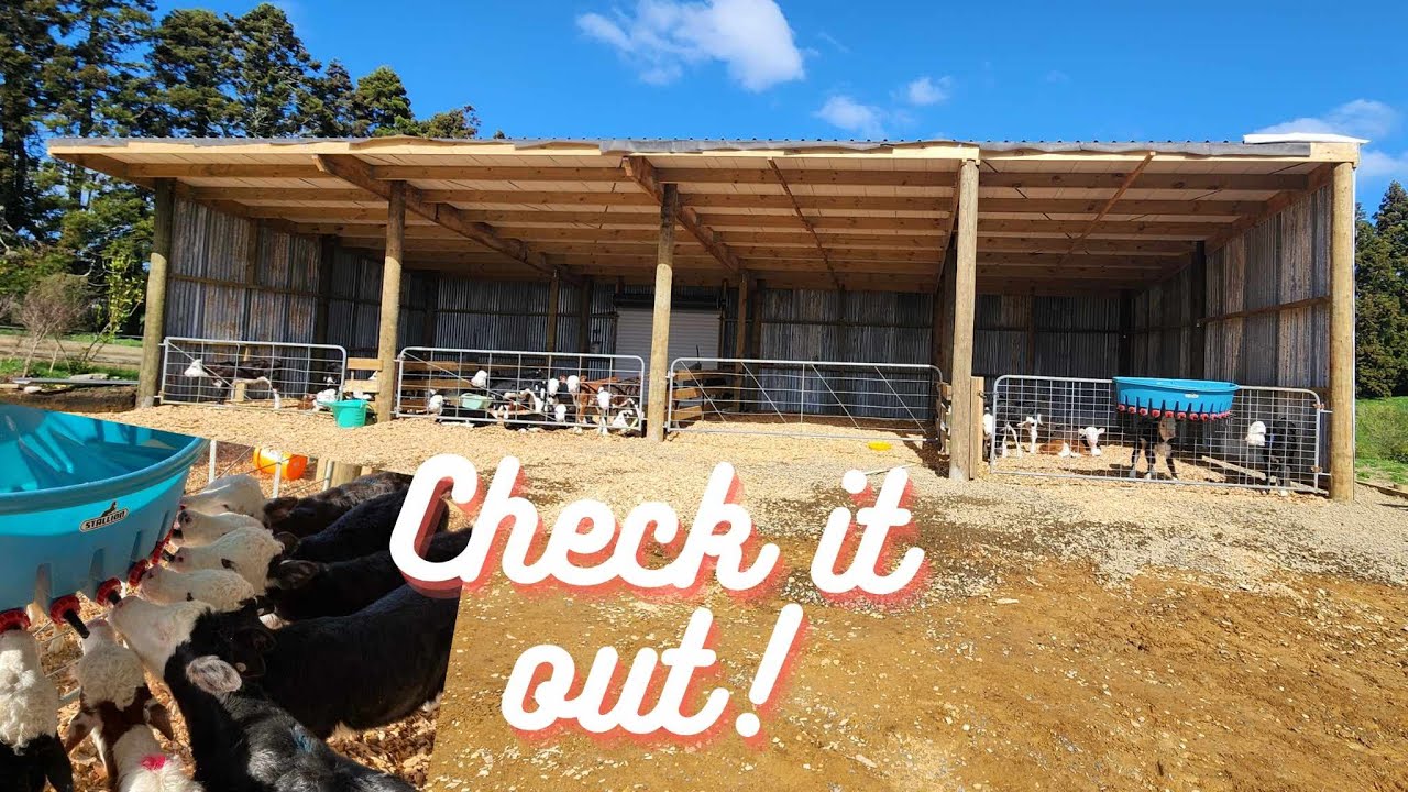 New Zealand Calf Rearing Shed Tour - YouTube