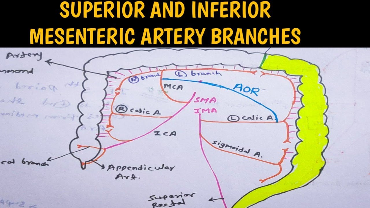 Superior Mesenteric Artery and Inferior Mesenteric Artery branches With ...