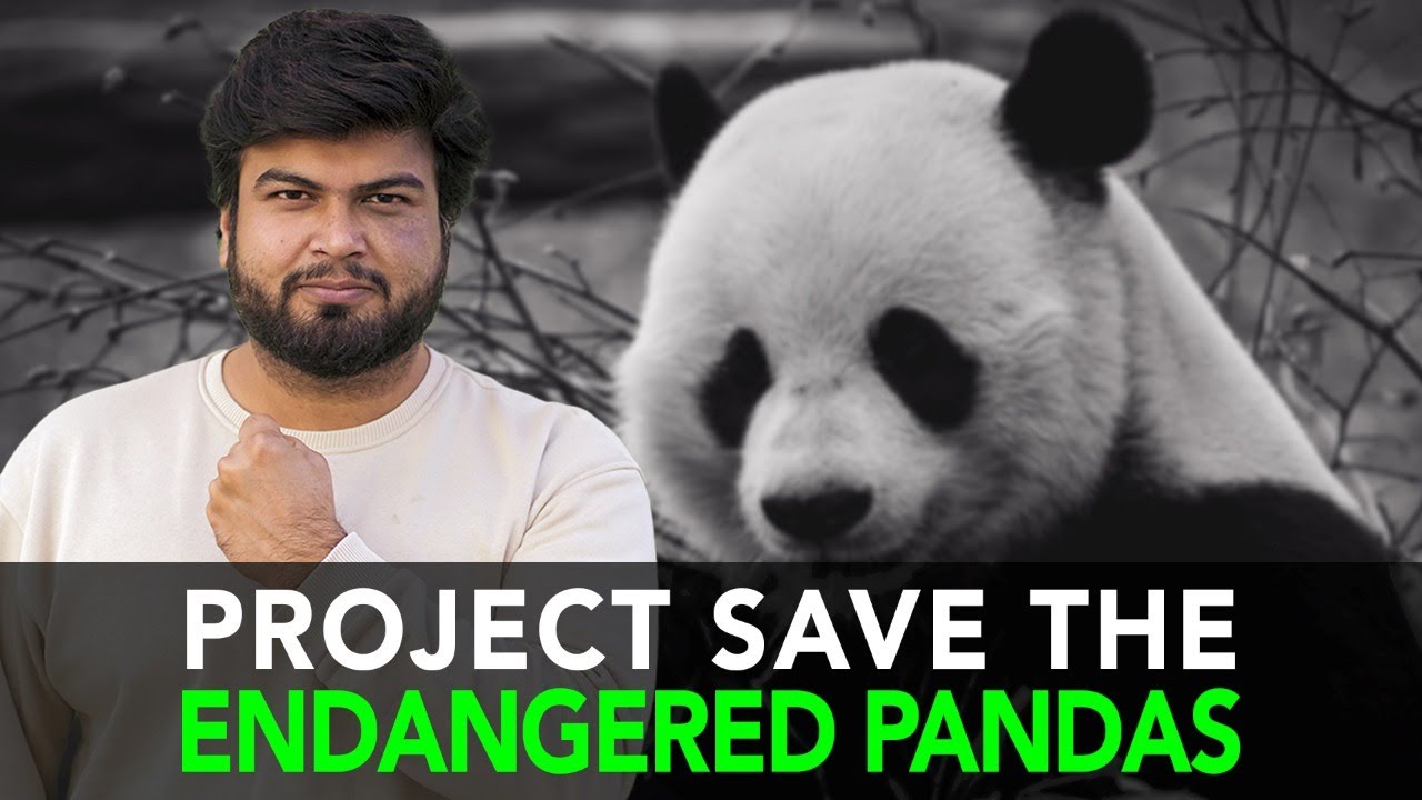 Project Save The Endangered Pandas | Anuj Ramatri - An EcoFreak - YouTube