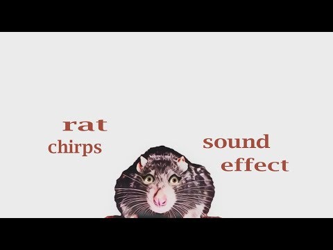 The Animal Sounds / Rat Chirps Sounds / Sound Effect / Animation - YouTube