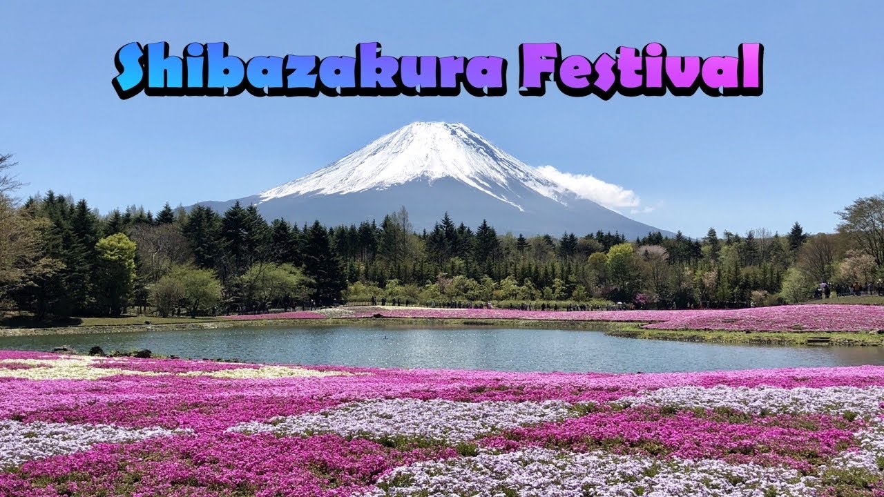 Breathtaking view of Shibasakura insert Mt. Fuji 2019 - YouTube