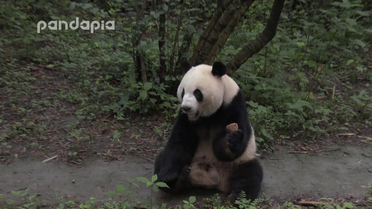 feeding panda snacks - YouTube