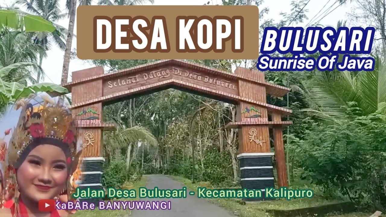DESA KOPI INDONESIA BULUSARI KALIPURO YANG RUKUN GUYUB MASYARAKAT # ...