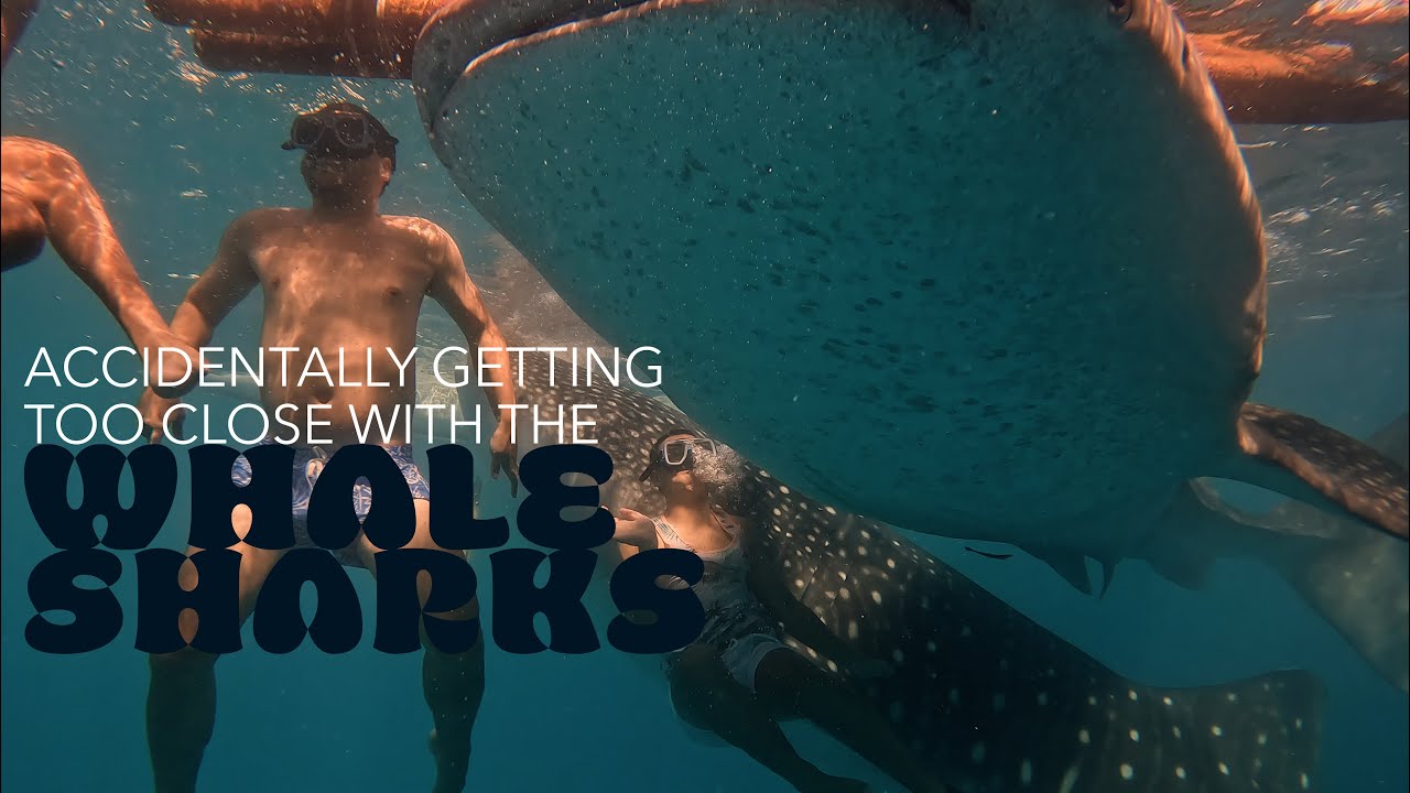 How Close is Too Close? Swimming with Whale Sharks in Oslob 🇵🇭 American ...