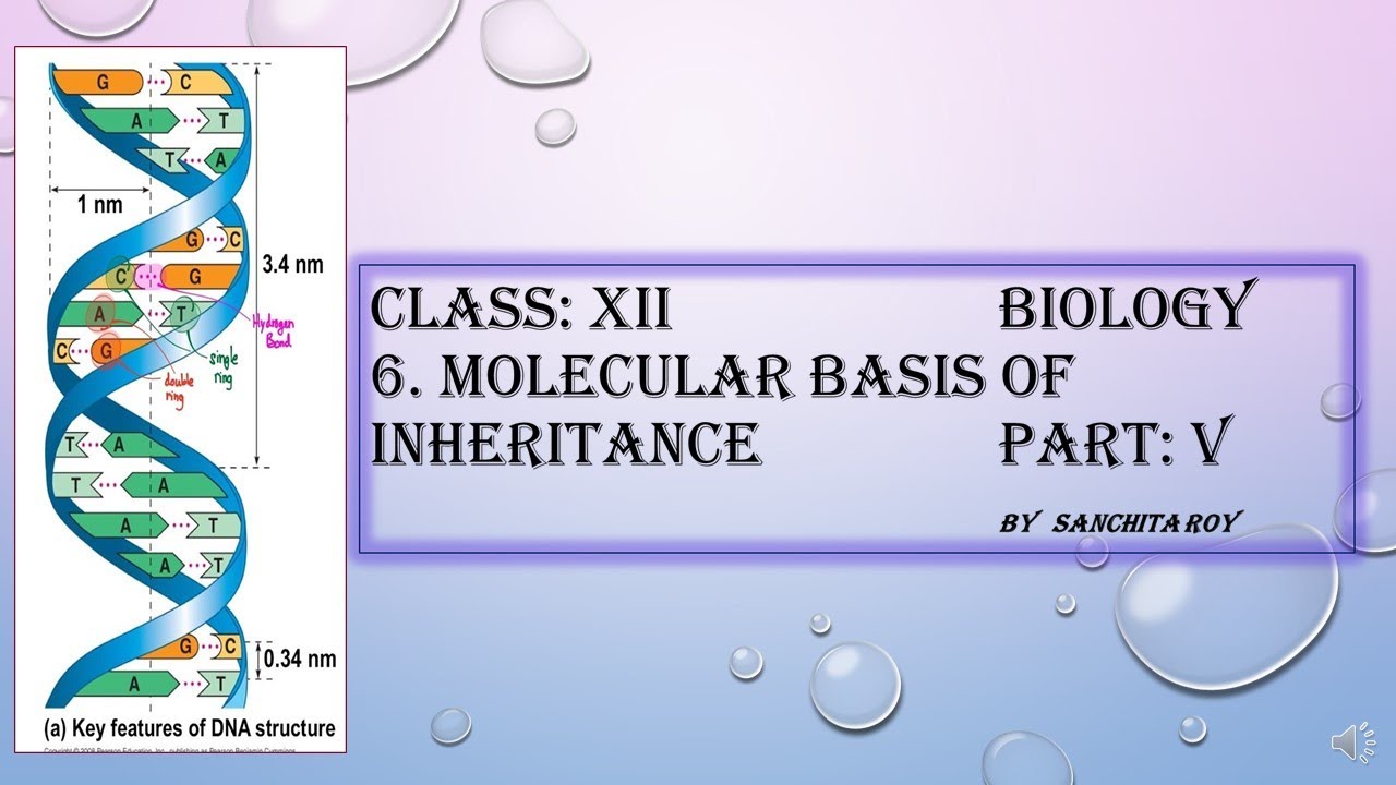 12 BIOLOGY 6. MOLECULAR BASIS OF INHERITANCE, PART: V - YouTube