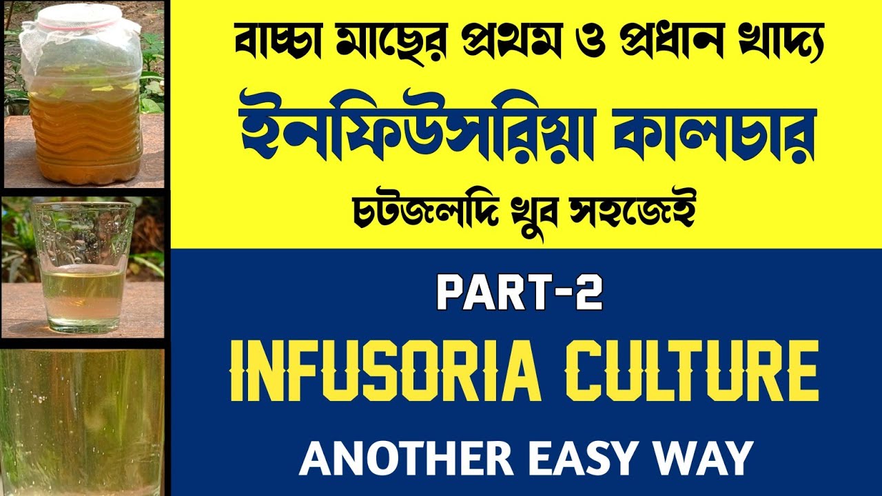 How to culture infusoria (part-2) | Infusoria culture another easy way ...