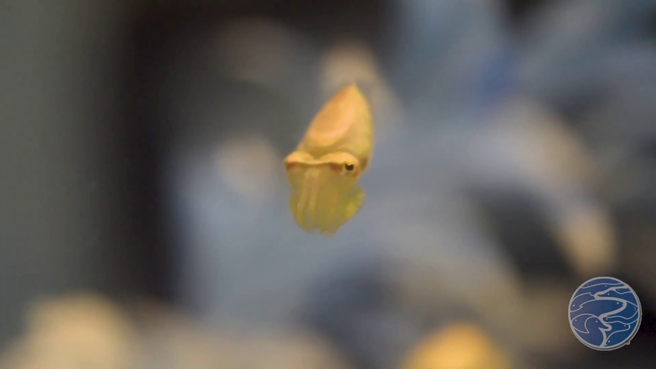 Baby Common Cuttlefish at the Tennessee Aquarium - YouTube