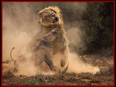 Incredible ! Warthog Fight Back Compilton - Craziest Wild Animal Fights ...