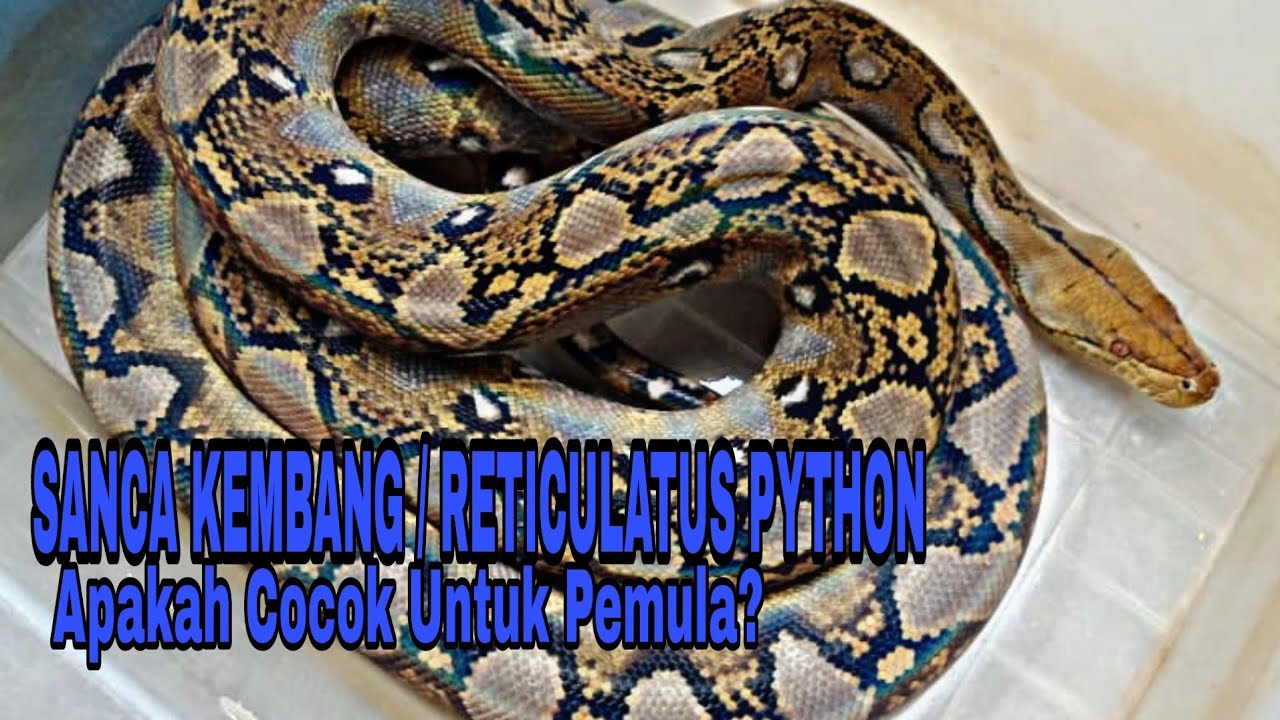 Sanca Kembang / Reticulatus Python / Ular Piton apakah aman untuk di pelihara pemula ? - YouTube
