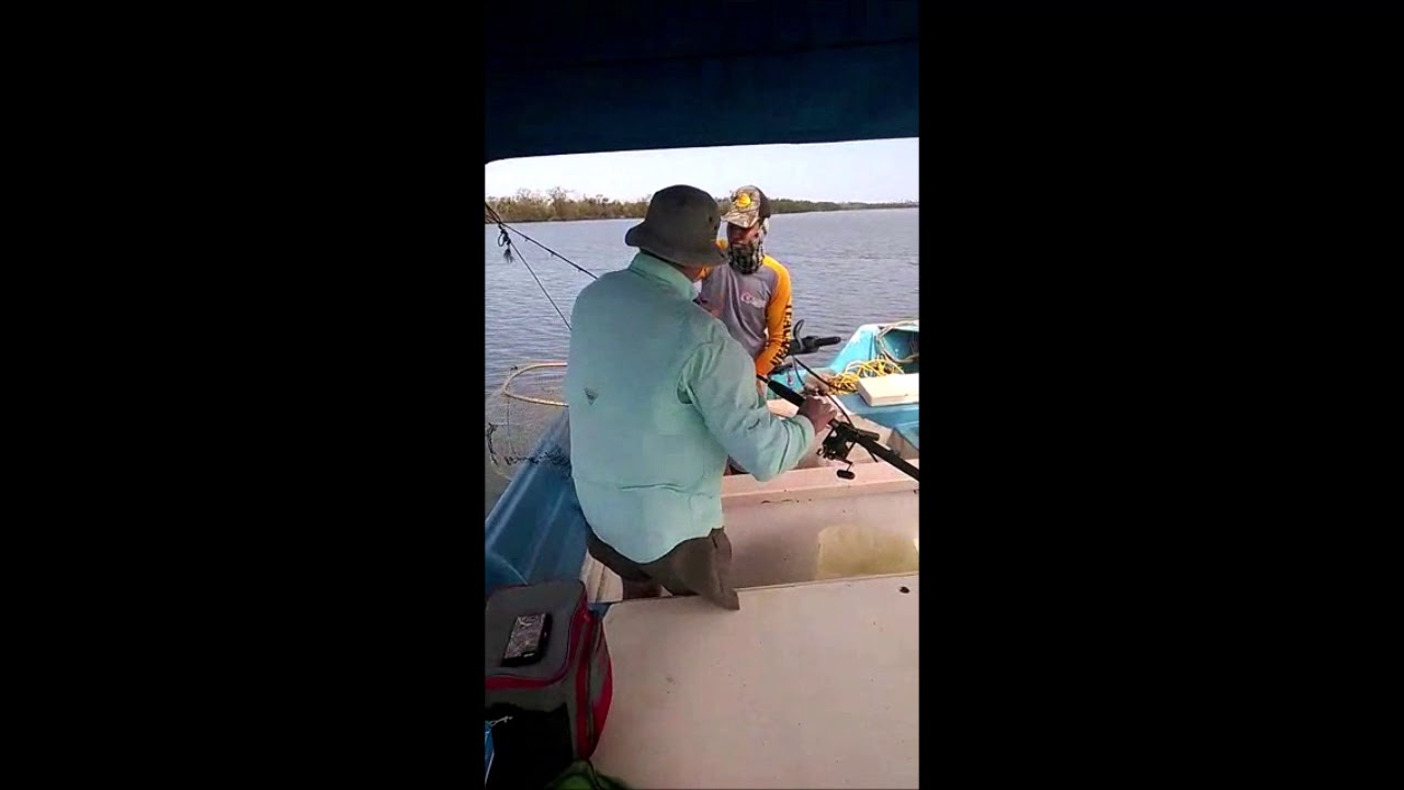 SNOOK CAUGHT MANGROVE FISHING - YouTube