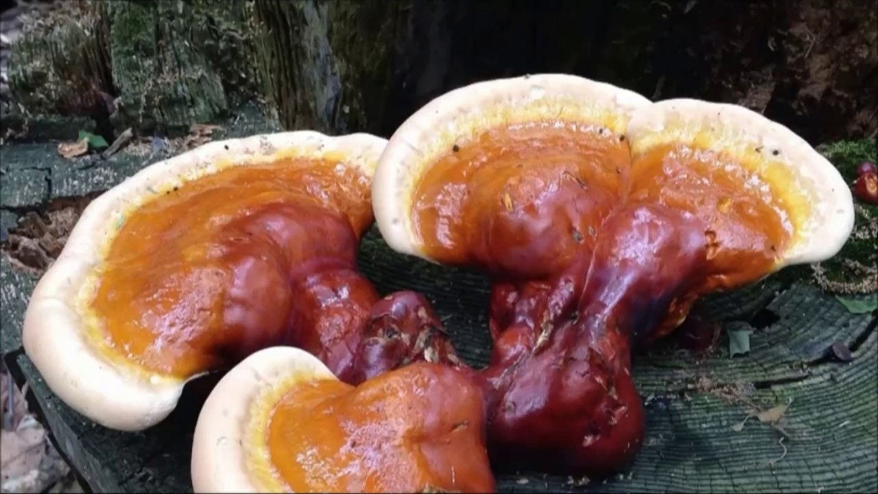Reish Mushroom Health Benefits - Recharge Revitalize Rebirth - YouTube